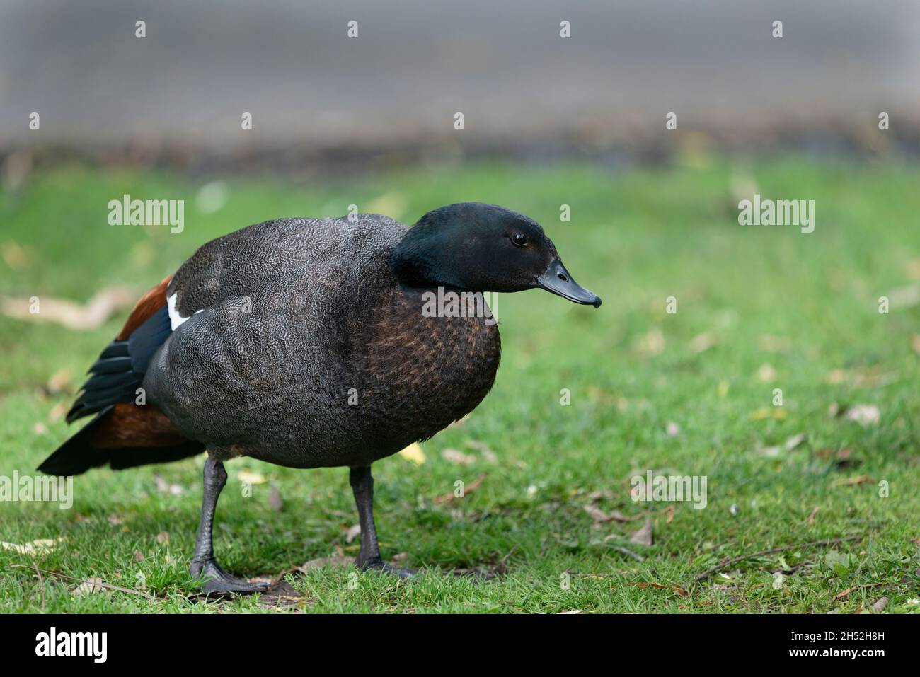 Paradise duck duckling hi-res stock photography and images - Alamy
