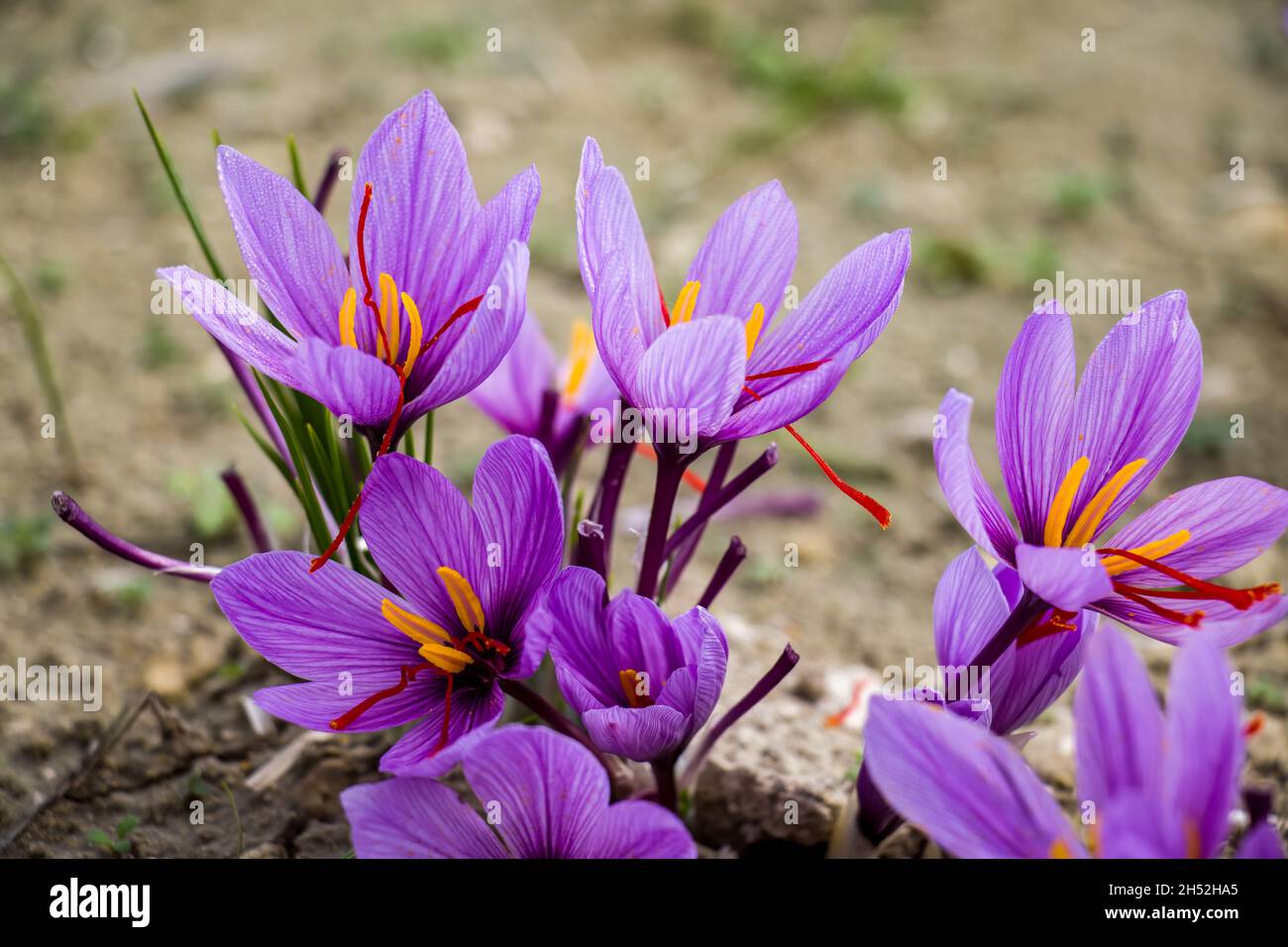 Saffron flowers on field. Crocus sativus blooming purple plant on ...