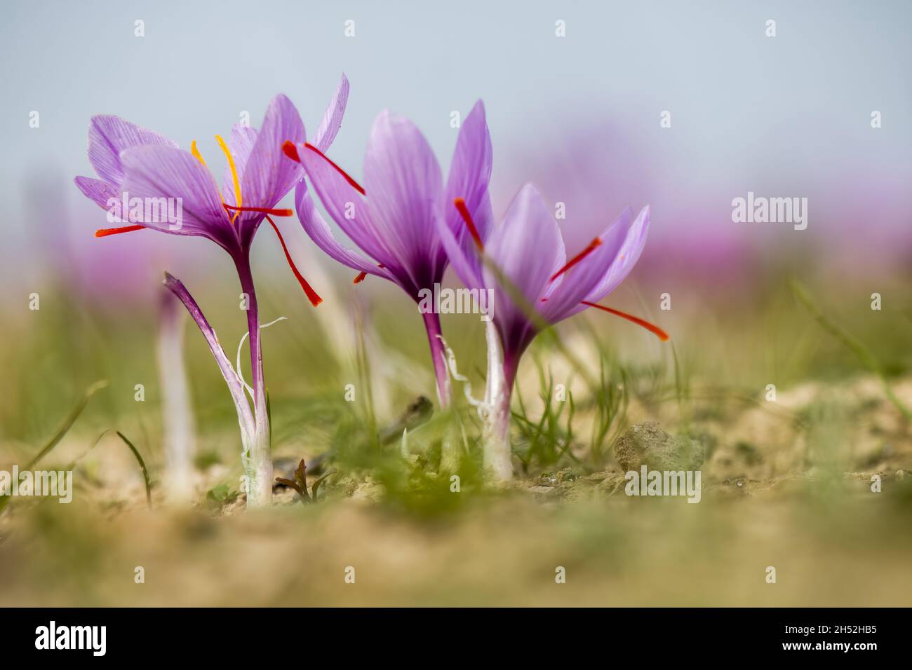 Saffron flowers on field. Crocus sativus blooming purple plant on ...