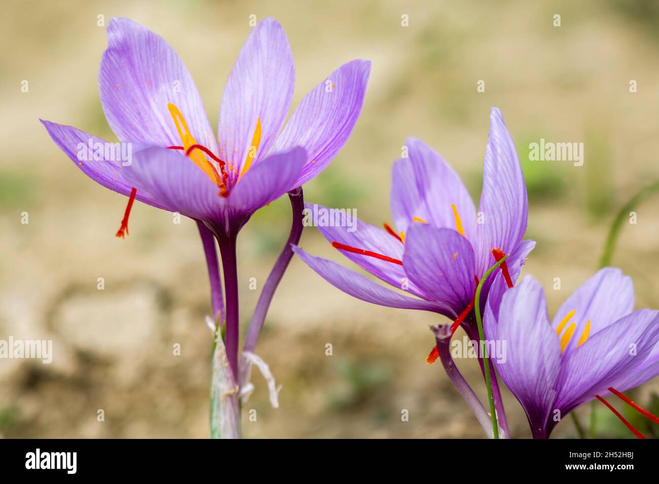 Saffron flowers on field. Crocus sativus blooming purple plant on ...
