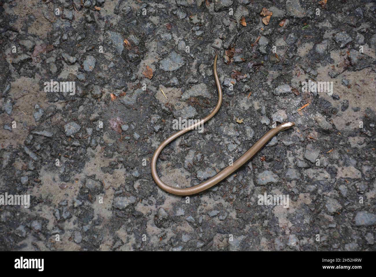 Top view closeup of a wild snake on the ground Stock Photo - Alamy