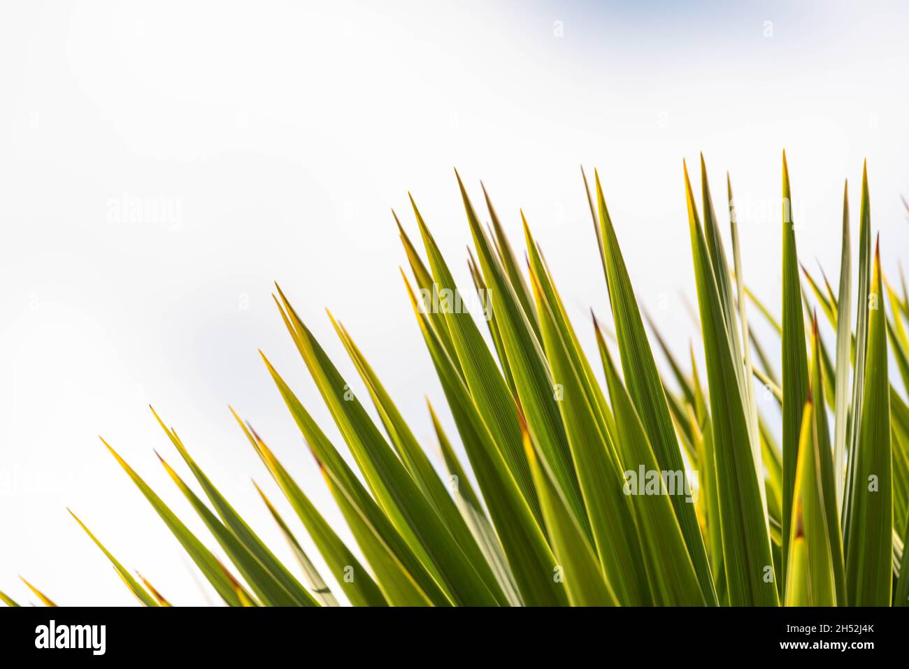 Horizontal photograph of green spiky yucca plant leaves against a plain ...