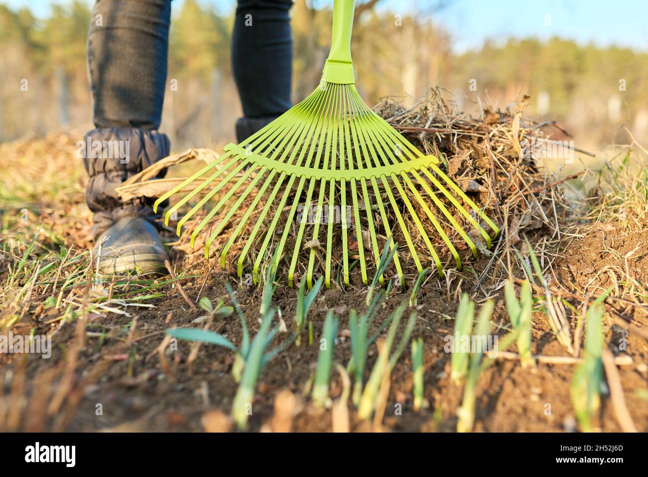 Cleaning sprouts hi-res stock photography and images - Alamy