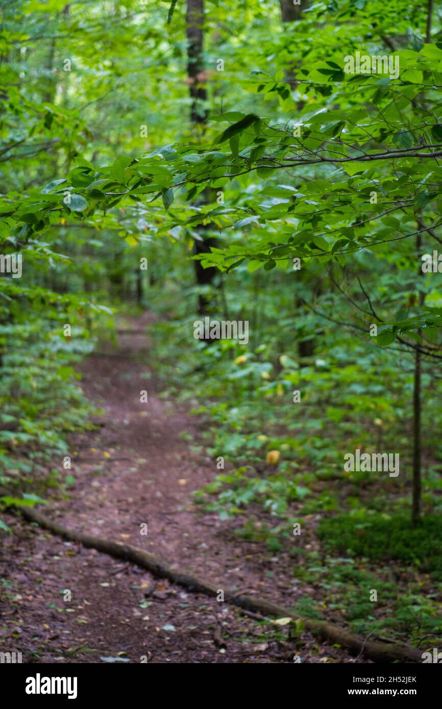Path through the woods Stock Photo - Alamy