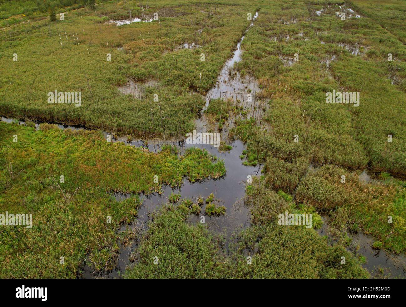 Swampy woodland scene in hi-res stock photography and images - Alamy