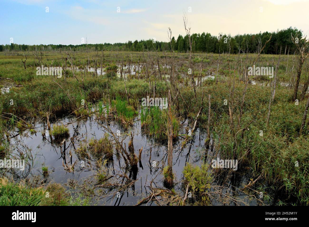 Swampy woodland scene in hi-res stock photography and images - Alamy