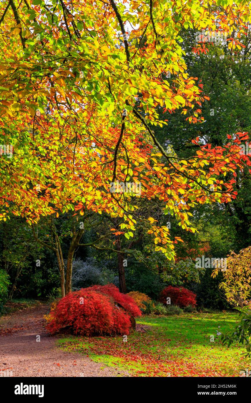 Vibrant autumn colour of acers and beech trees in the grounds of ...