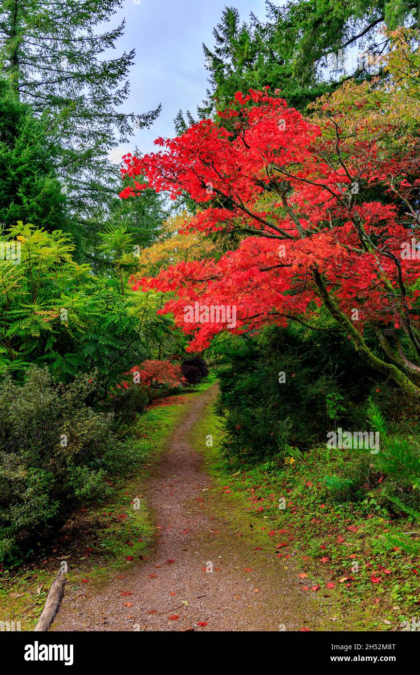 Vibrant autumn colour of acers and other trees in the grounds of ...
