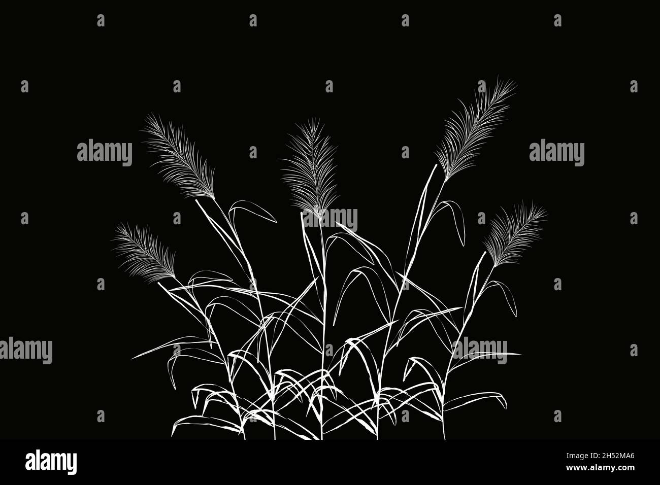 Vector hand drawing sketch with reeds or cane Stock Vector Image & Art ...