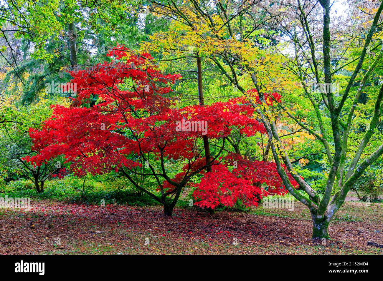 Knightshayes Court High Resolution Stock Photography and Images - Alamy
