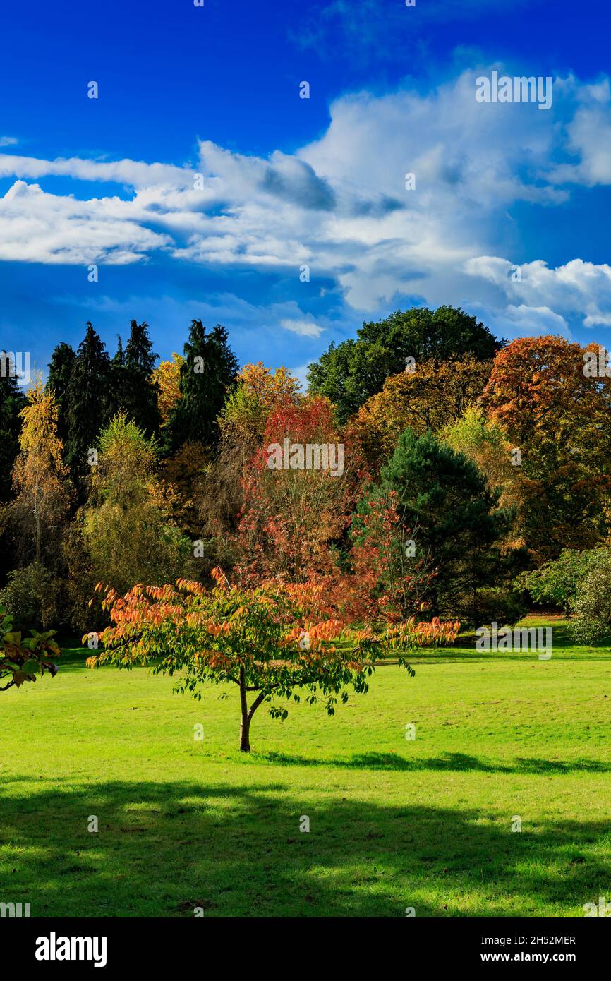 Vibrant autumn colour of acers and other trees in the grounds of ...