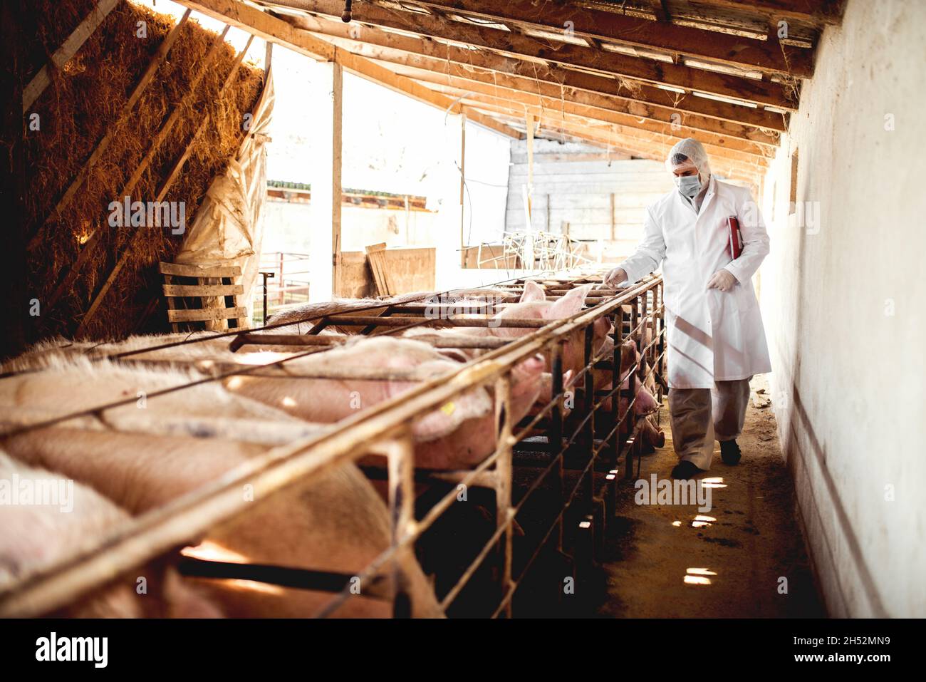 Veterinarian examining pig farm for some disease, checking each pig ...