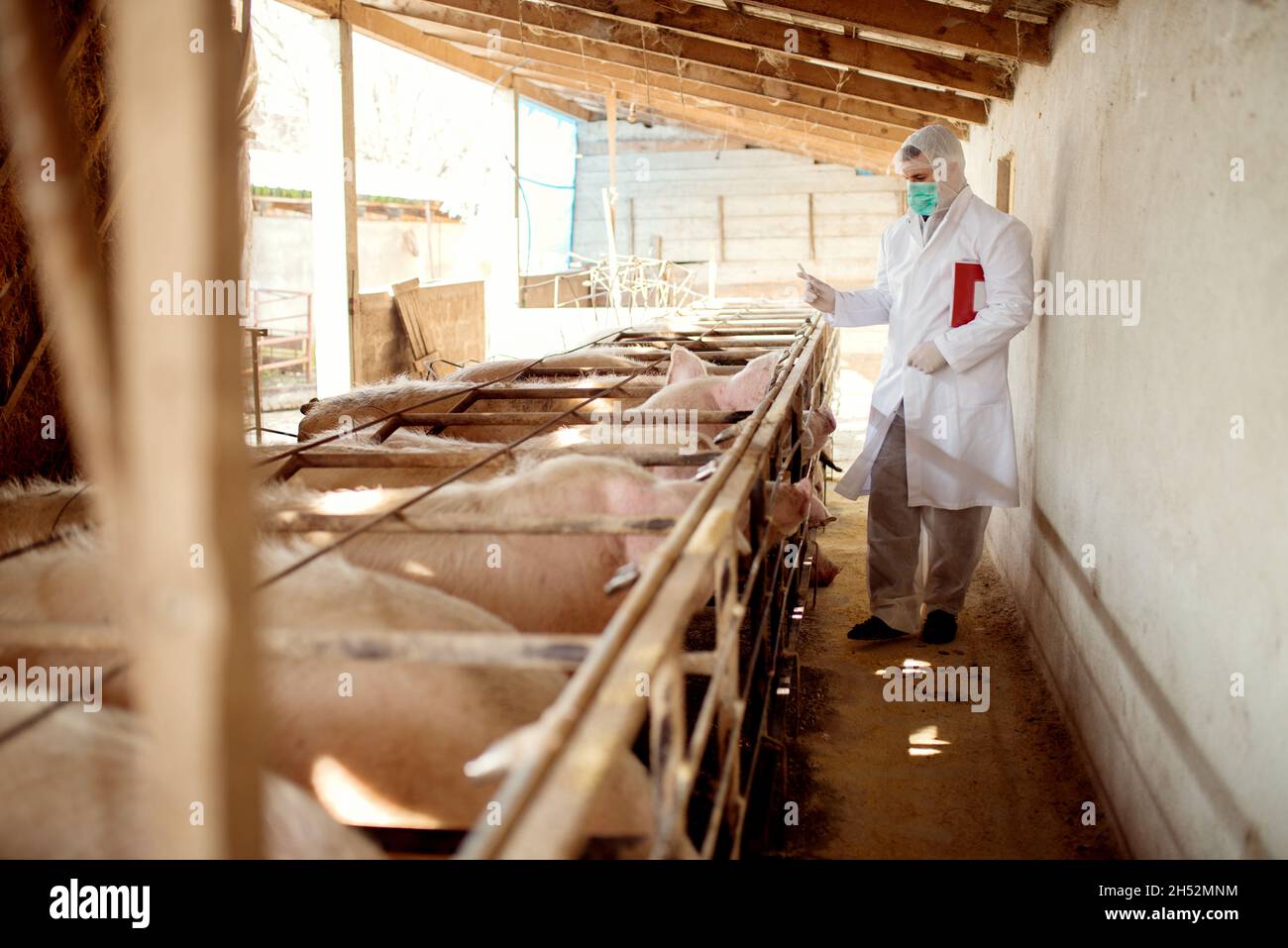 Pig vet checking pigs for diseases. Veterinarian at pig farm Stock ...