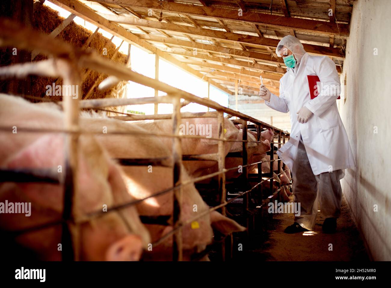 Veterinarian examining pig farm for some disease, checking each pig ...