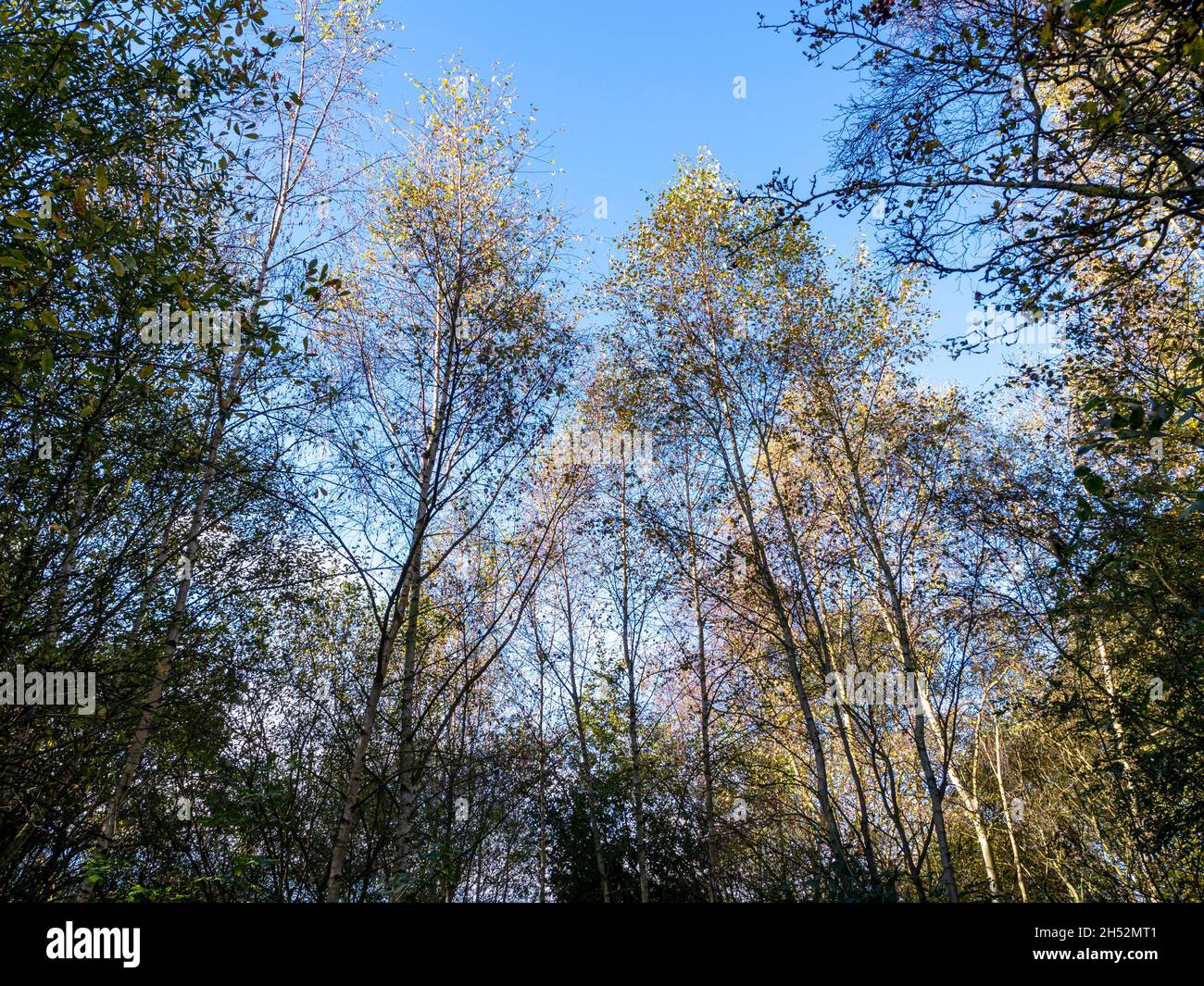 Looking up at tall trees in a wood to a clear blue sky Stock Photo - Alamy
