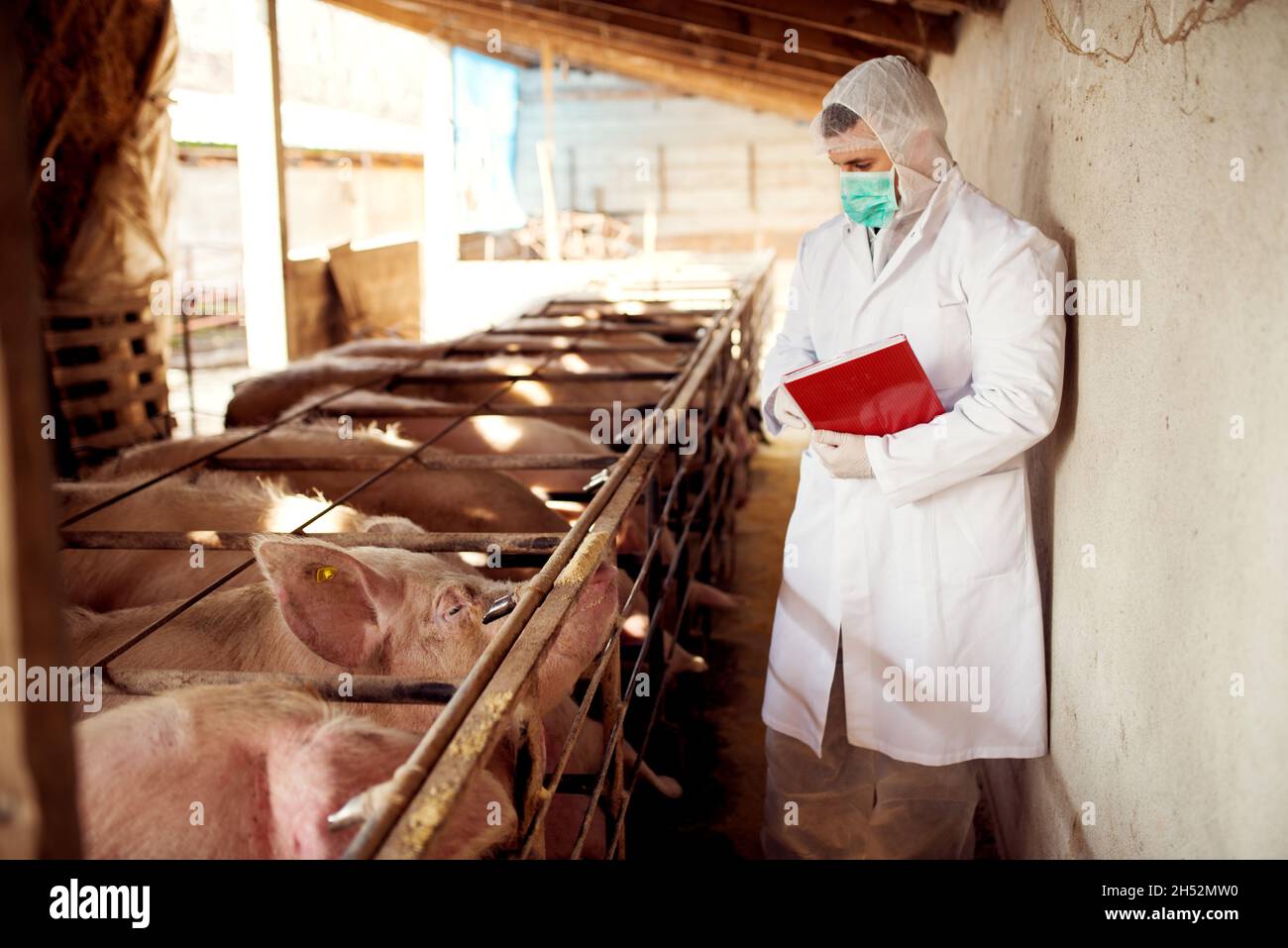 Veterinarian examining pigs at pig farm Stock Photo - Alamy