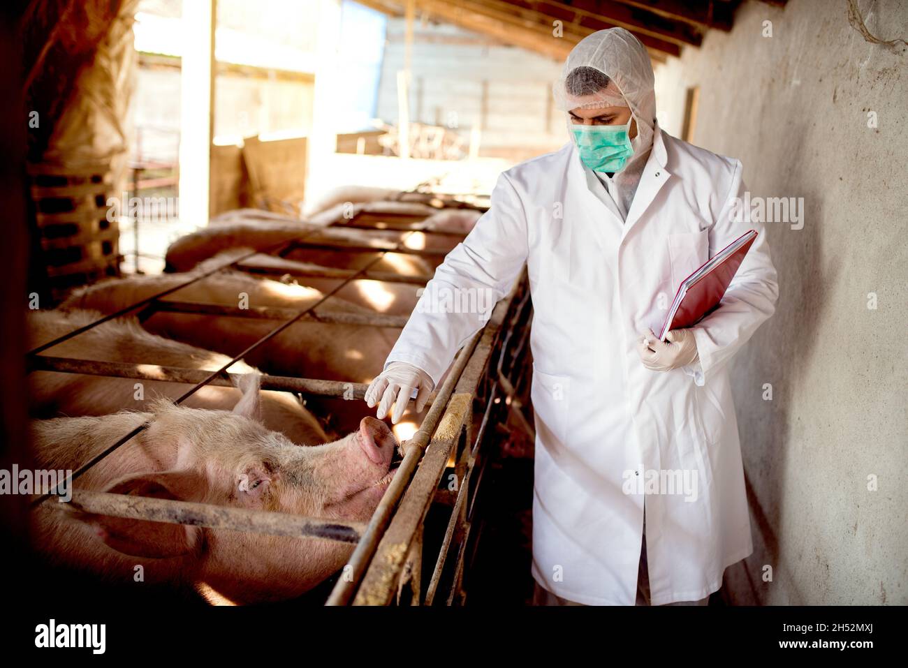 Veterinarian examining pig farm for some disease, checking each pig ...
