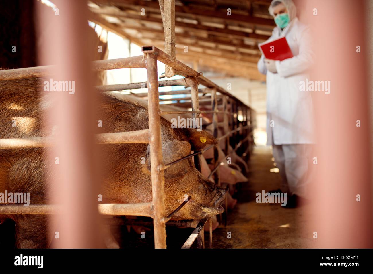 Pig vet checking pigs for diseases. Veterinarian at pig farm Stock ...