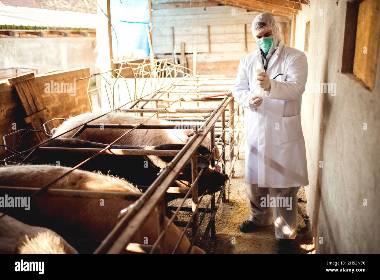 Pig health concept veterinarian preparing injection for sick pig Stock ...