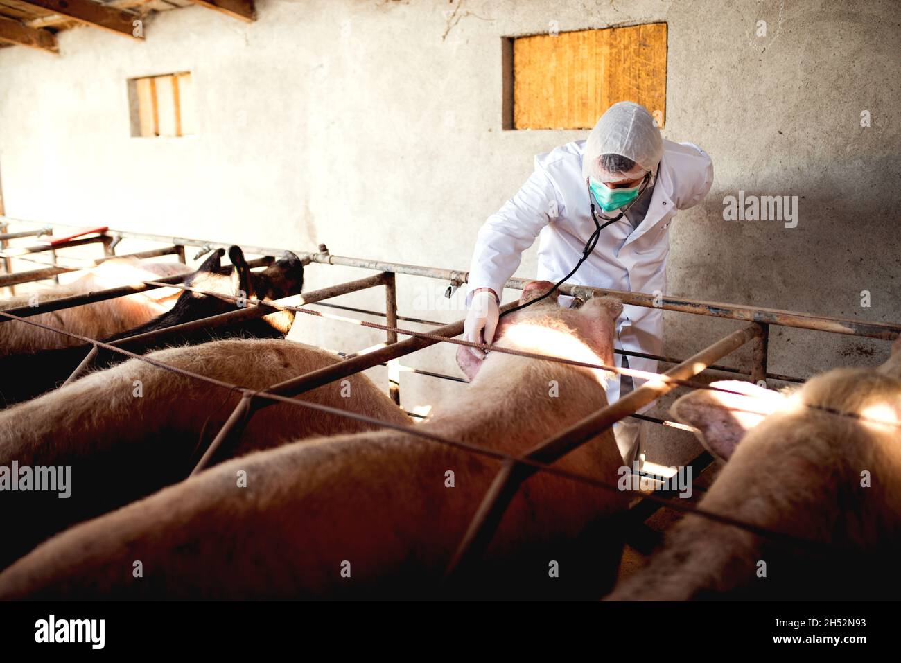 Veterinarian examining pig farm for some disease, checking each pig ...