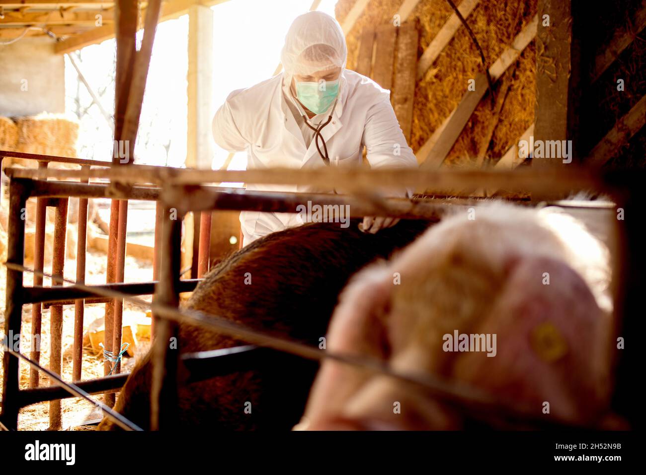 Veterinarian examining pig farm for some disease, checking each pig ...