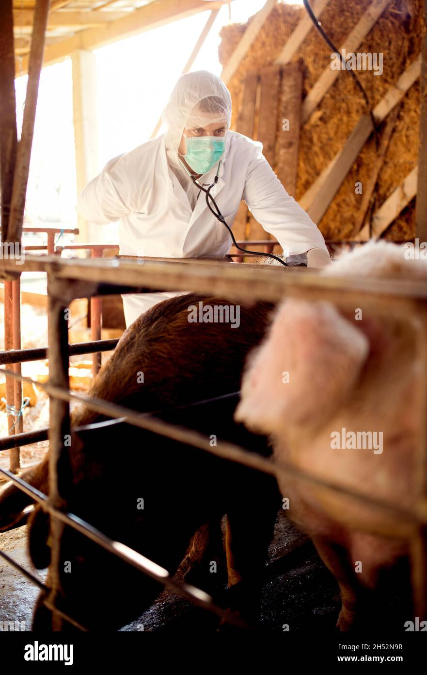 Veterinarian examining pig farm for some disease, checking each pig ...