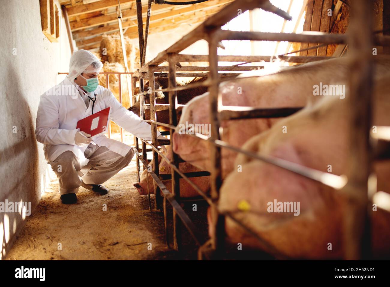 Livestock diseases control hi-res stock photography and images - Alamy