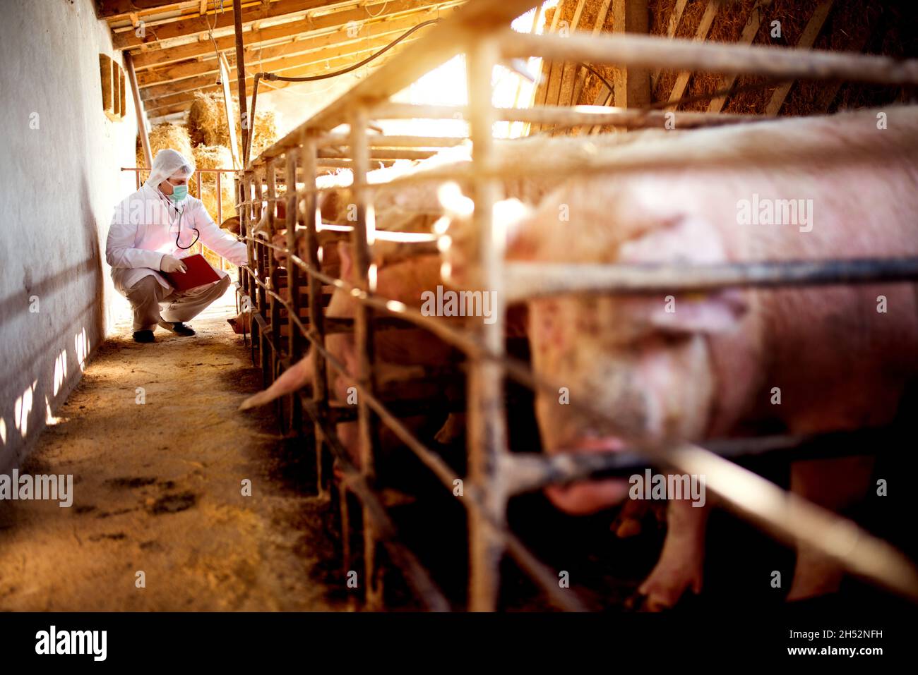 Veterinarian examining pig farm for some disease, checking each pig ...