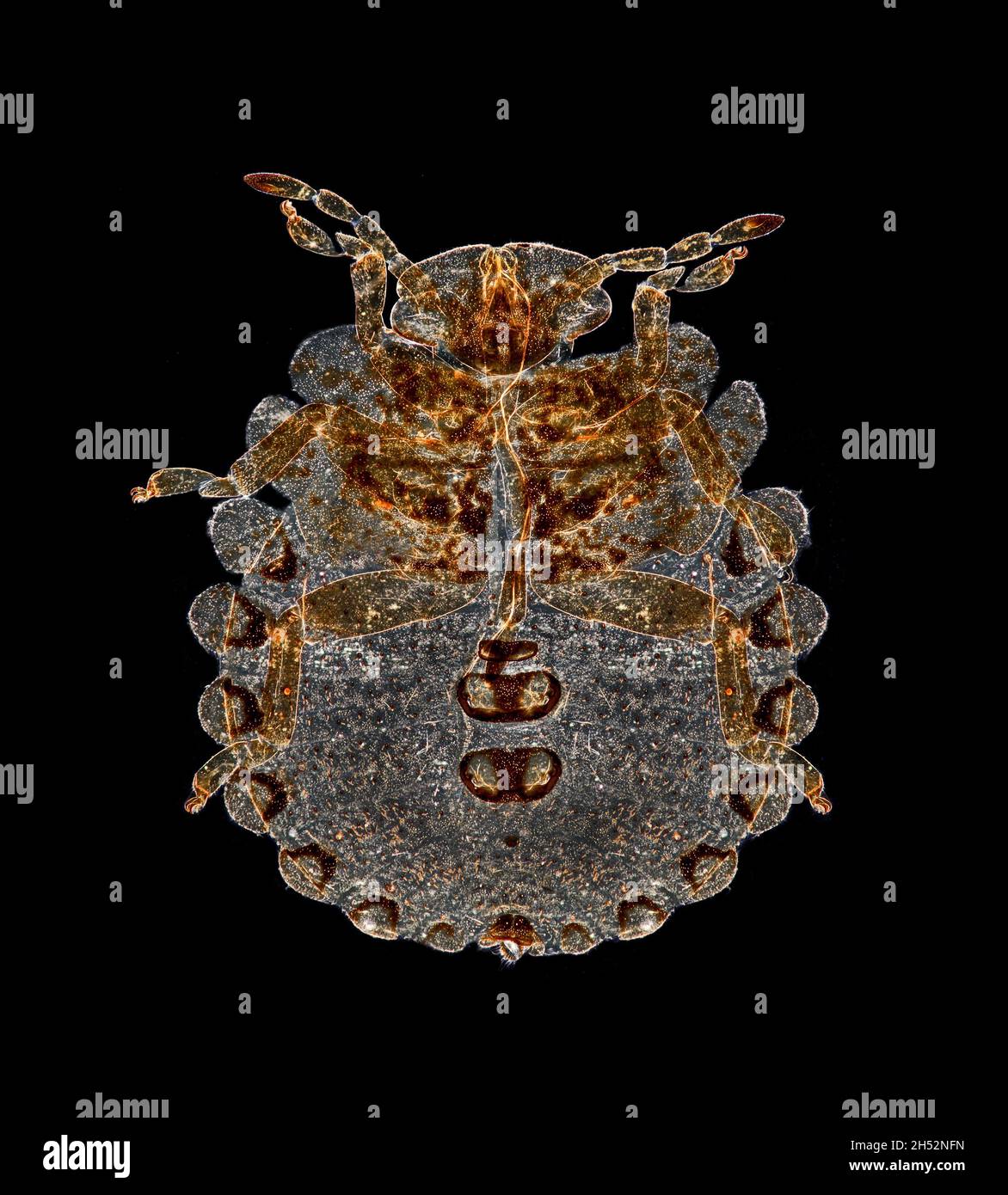 Madagascar biodiversity hi-res stock photography and images - Alamy
