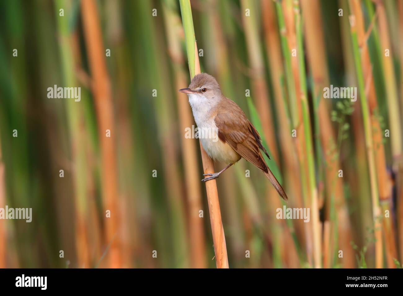 Reedtop hi-res stock photography and images - Alamy