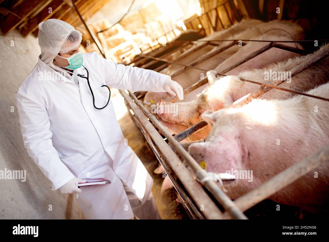 Veterinarian examining pig farm for some disease, checking each pig ...
