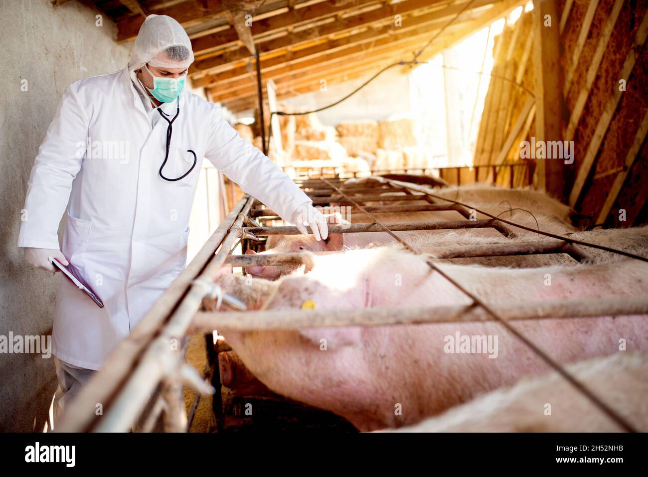 Veterinarian examining pig farm for some disease, checking each pig ...