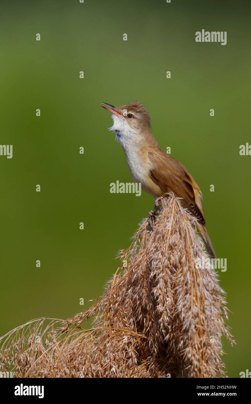 An adult male Great Reed Warbler (Acrocephalus arundinaceus) singing on ...
