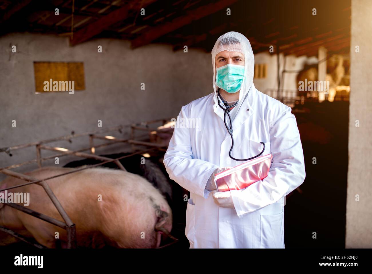 Veterinarian examining pig farm for some disease, checking each pig ...