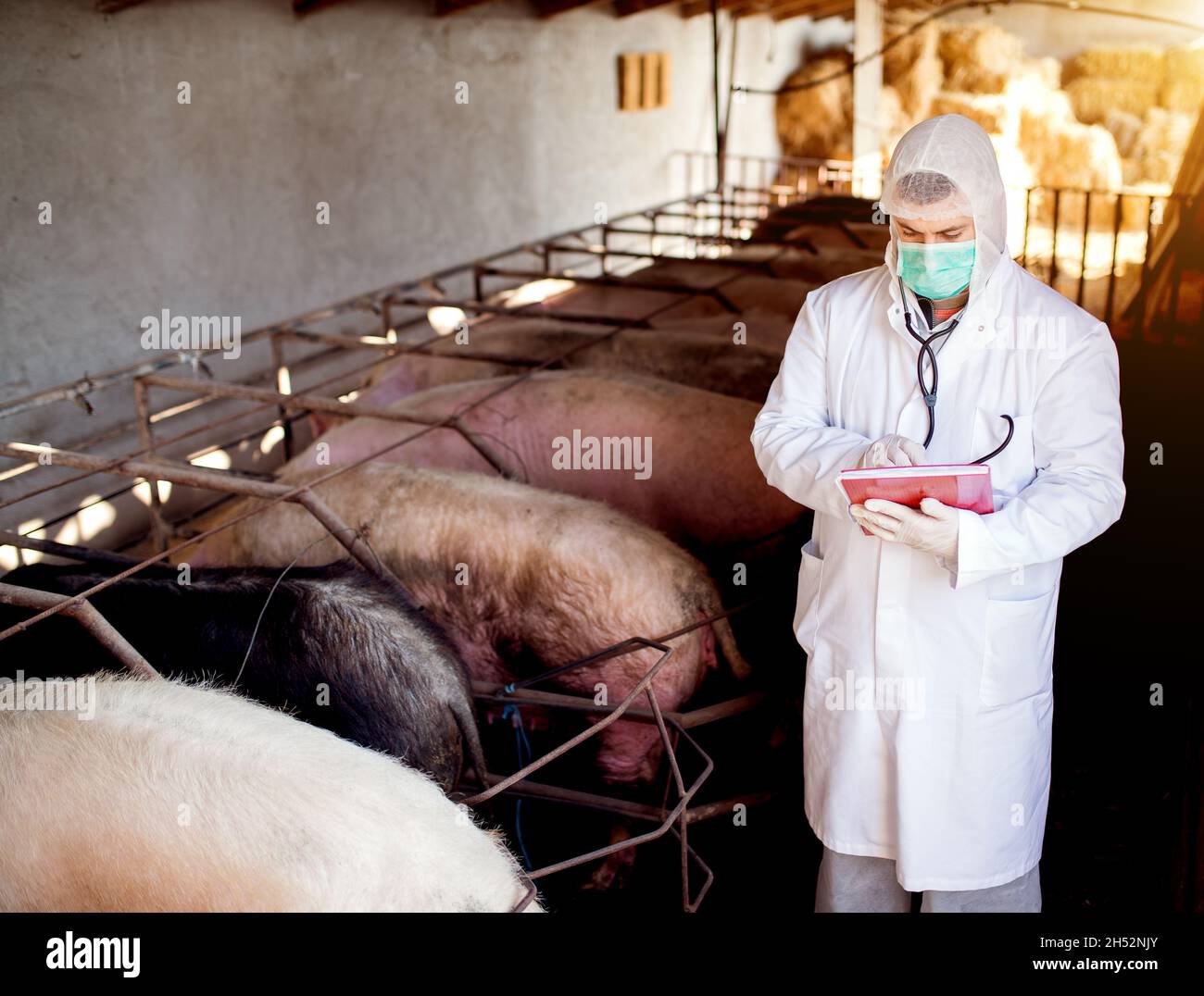 Pig vet checking progress of pig disease at pig farm Stock Photo - Alamy