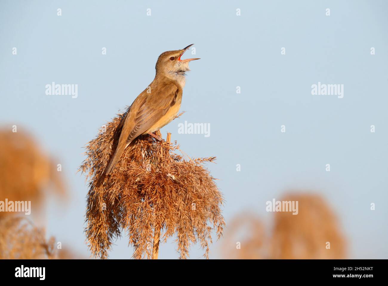 An adult male Great Reed Warbler (Acrocephalus arundinaceus) singing on ...