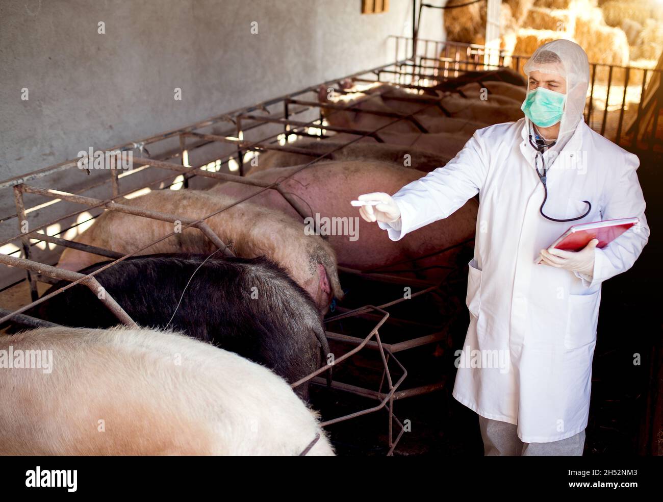 Veterinarian examining pig farm for some disease, checking each pig ...