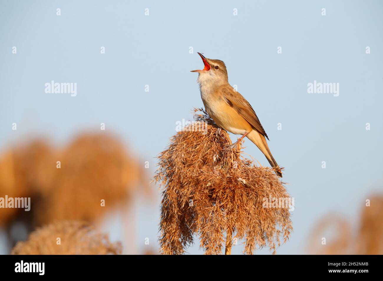 An adult male Great Reed Warbler (Acrocephalus arundinaceus) singing on ...