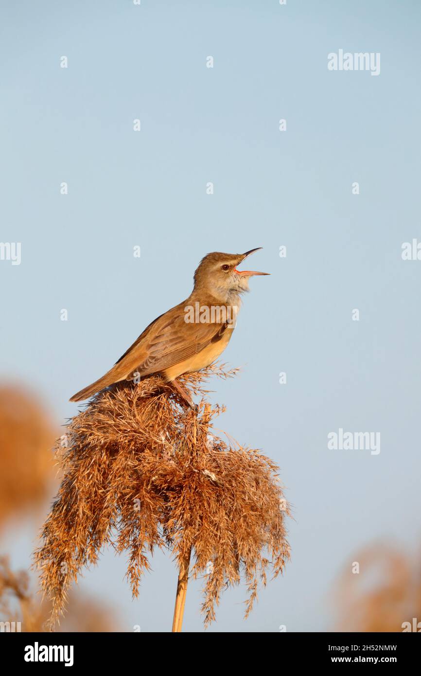An adult male Great Reed Warbler (Acrocephalus arundinaceus) singing on ...