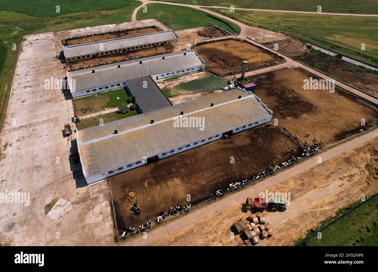 Top view of the farm with cows and pigs in the village. Production of ...