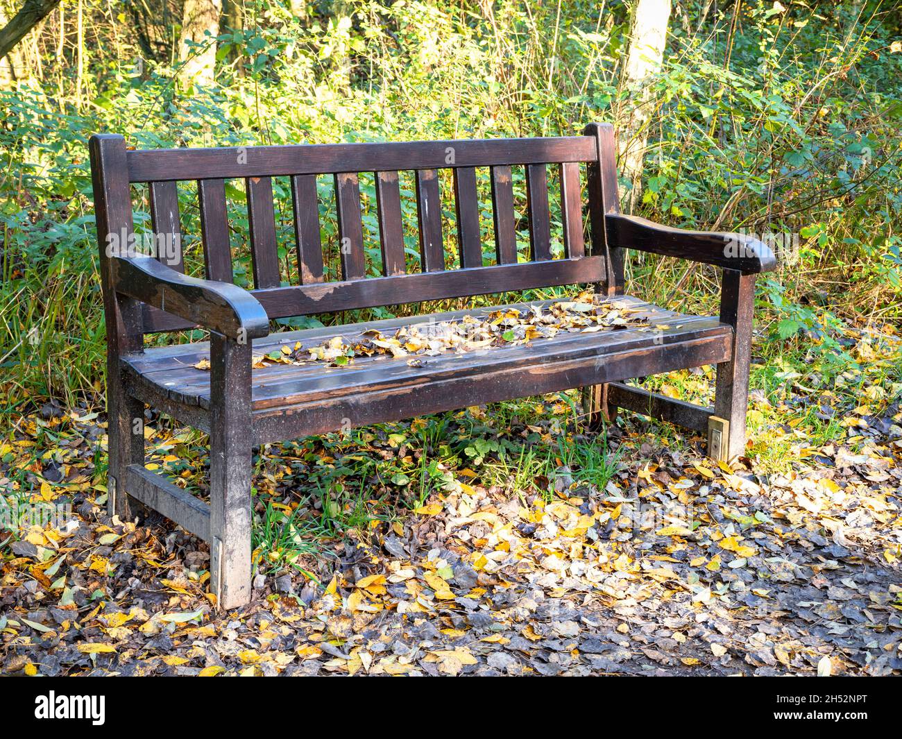 Wooden bench in a wood covered in fallen autumn leaves Stock Photo - Alamy