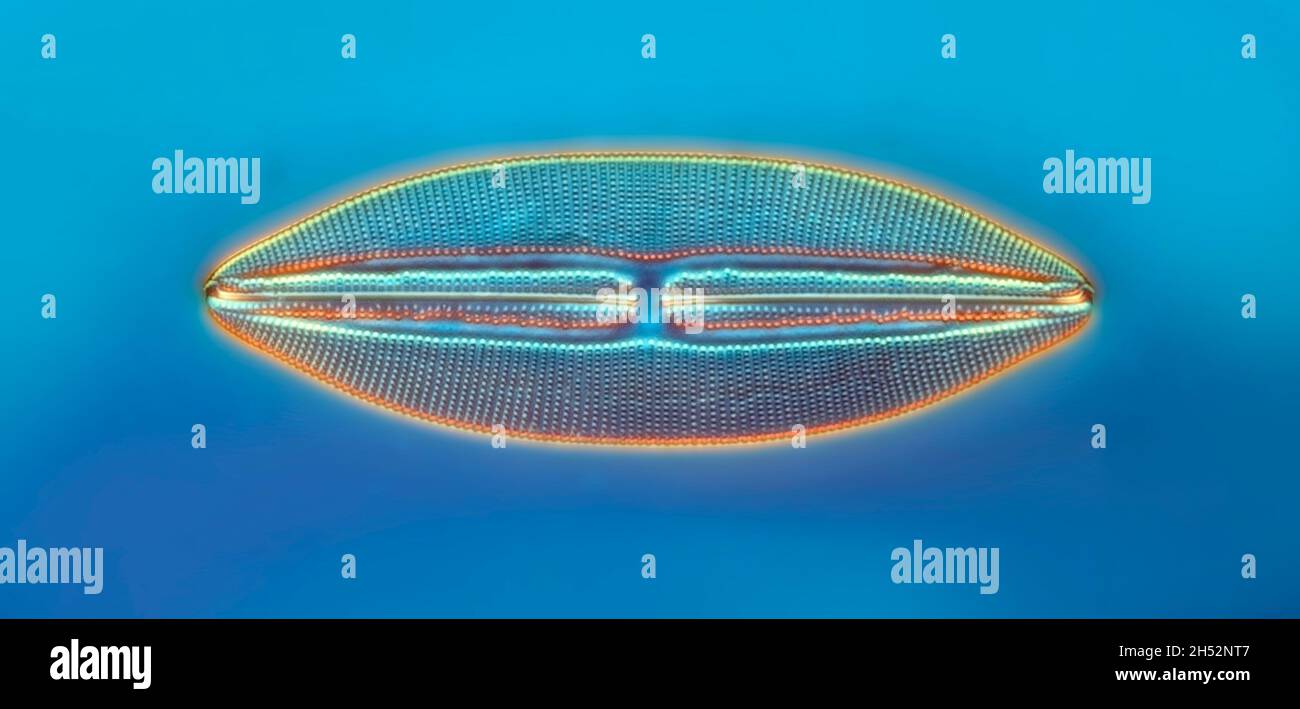 Diatom, Fallacia pygmaea, Symmetric Biraphid Stock Photo - Alamy