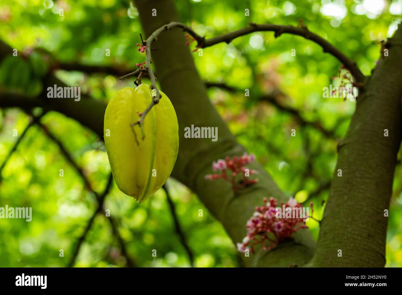The great fruit of Carambola is also known as star fruit or 5 fingers ...
