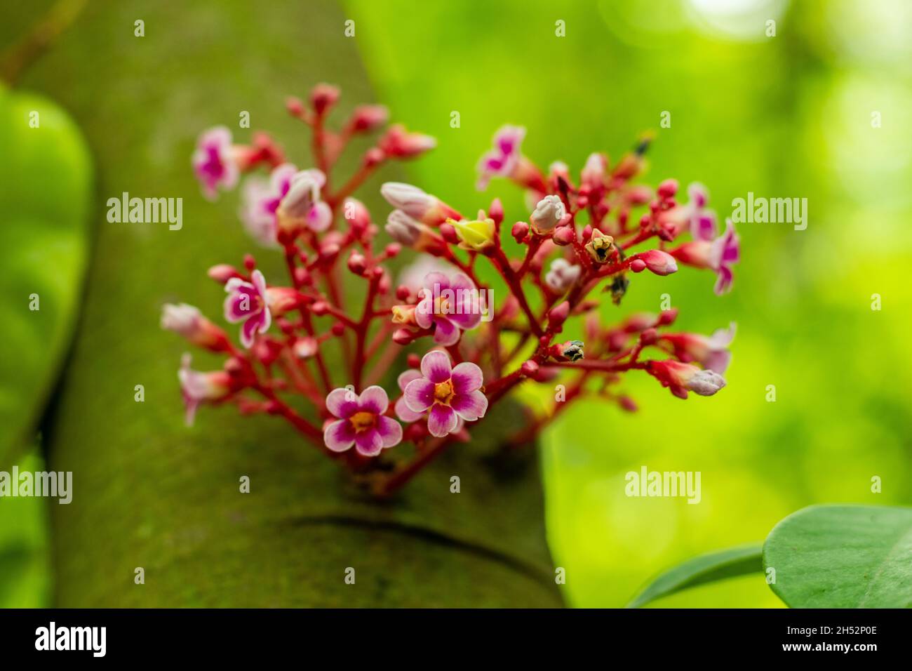 Star Fruit Tree Flowers