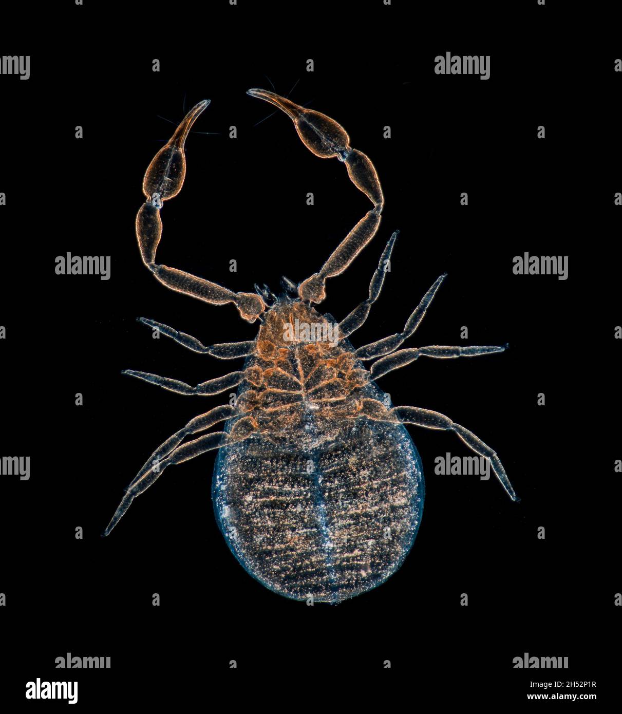 Moss pseudoscorpion, Arachnida chelonethi, darkfield photomicrograph ...