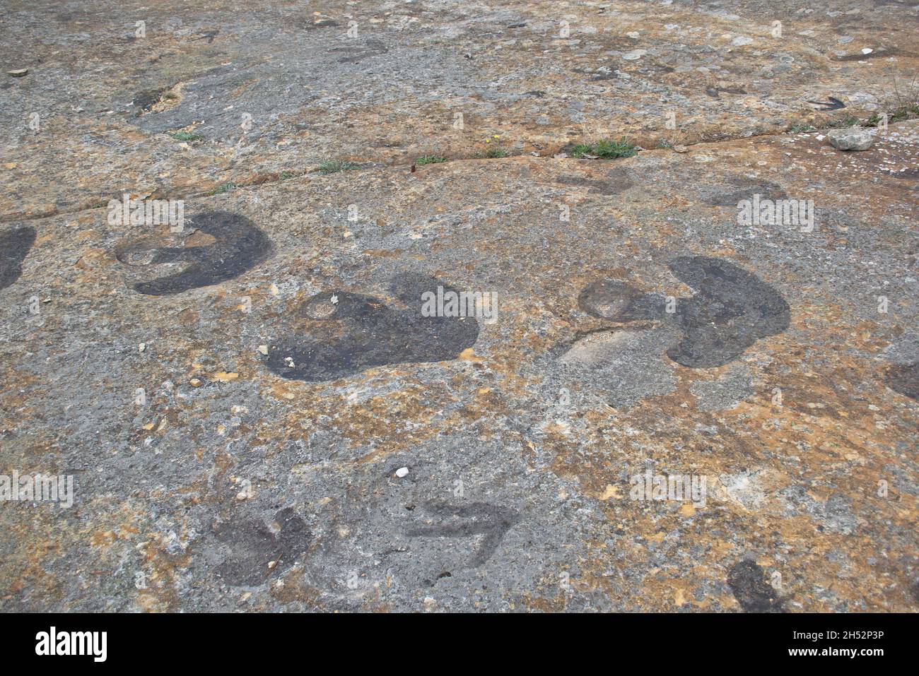 Dinosaur icnites, large iguanodon footprints and small carnivorous ...