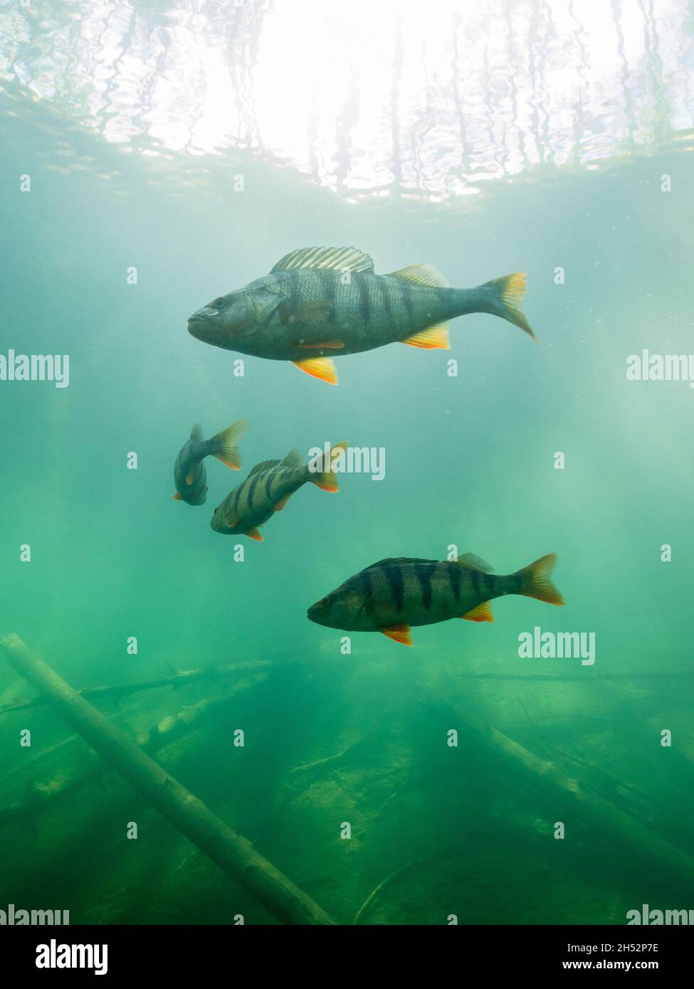 Big perch underwater hi-res stock photography and images - Alamy