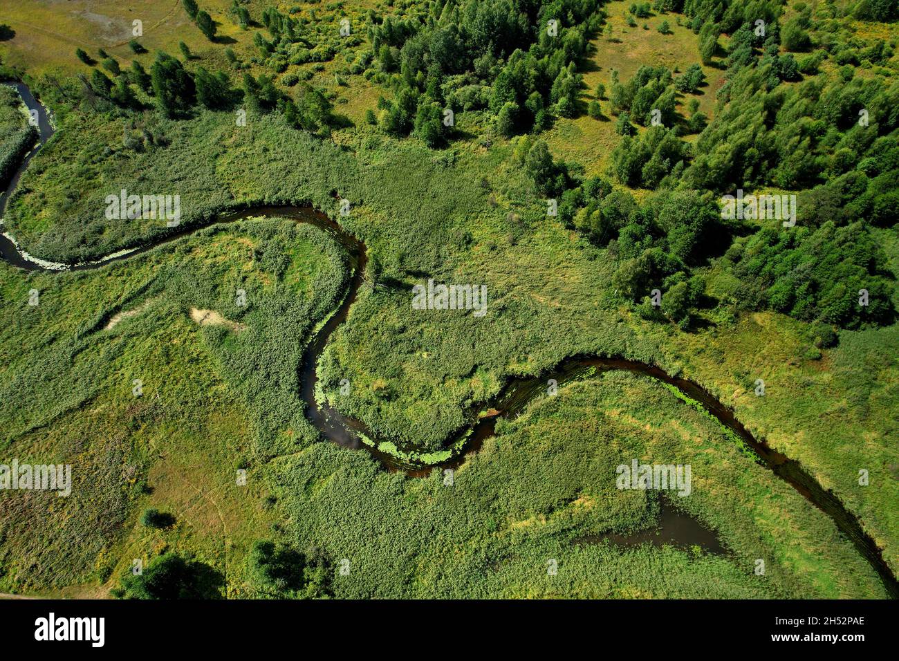 River in the wild. Aerial view of small river in middle of green forest ...