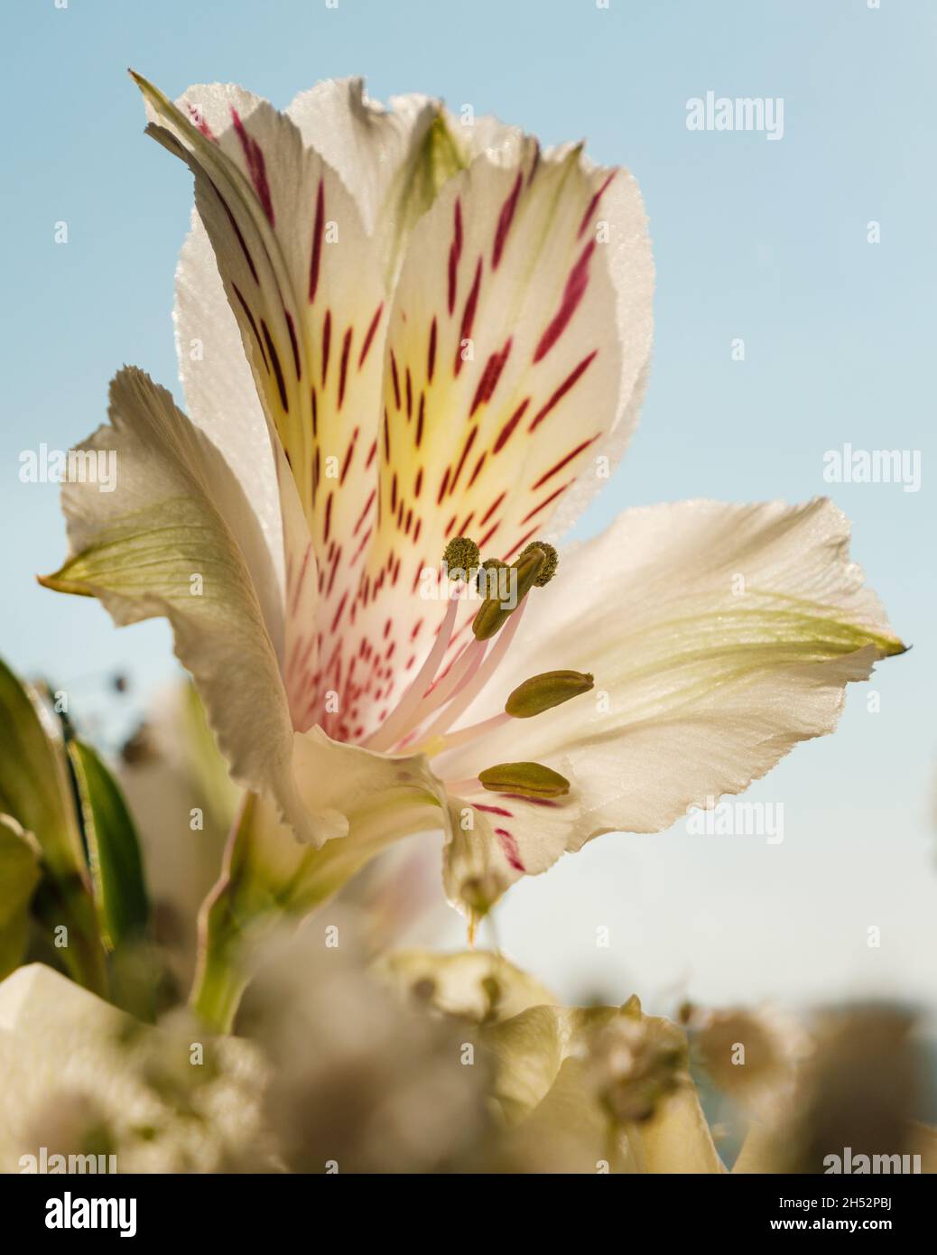 Alstroemeria blue hi-res stock photography and images - Alamy