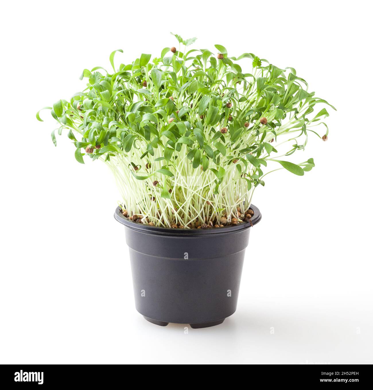 Growing micro greens cilantro sprouts isolated on white background ...
